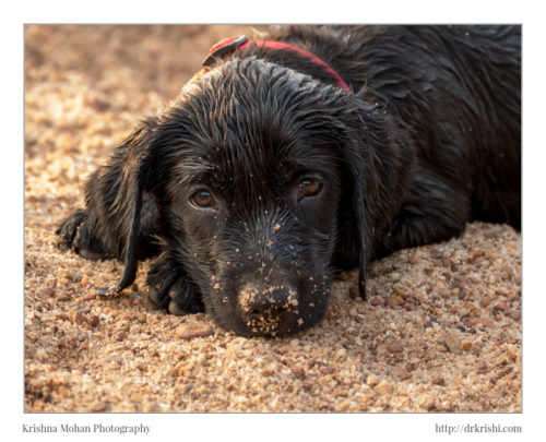 Human – Dog Bonding – Krishna Mohan Photography