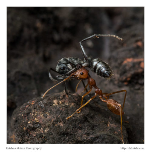 Indian Queenless Ant – Krishna Mohan Photography