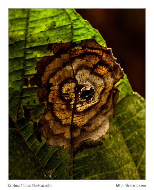 Nature – The Designer – Krishna Mohan Photography