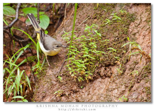 Kadambi Falls – Krishna Mohan Photography